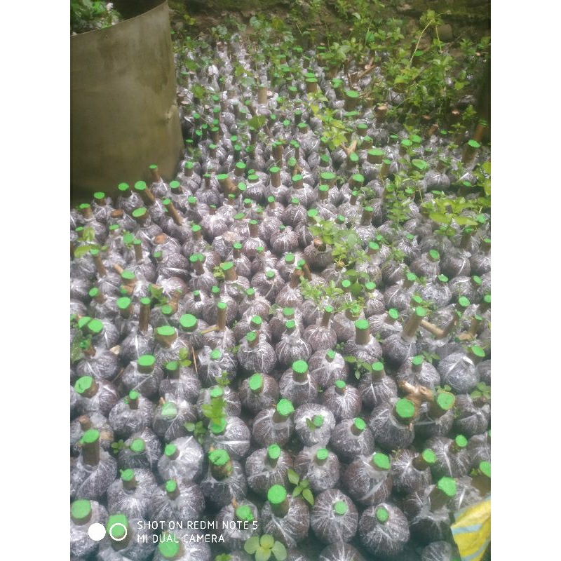 Jual stekan sancang murah meriah 5000an saja | Shopee Indonesia