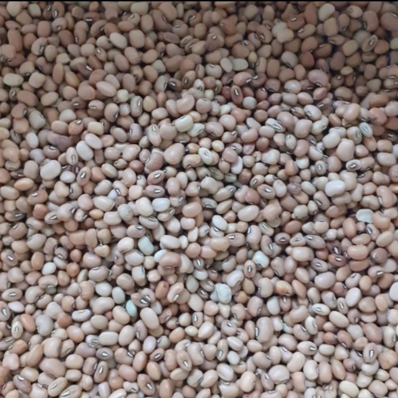 Jual kacang tolo 1 kg / kedelai kacang tolo 1 kg | Shopee Indonesia