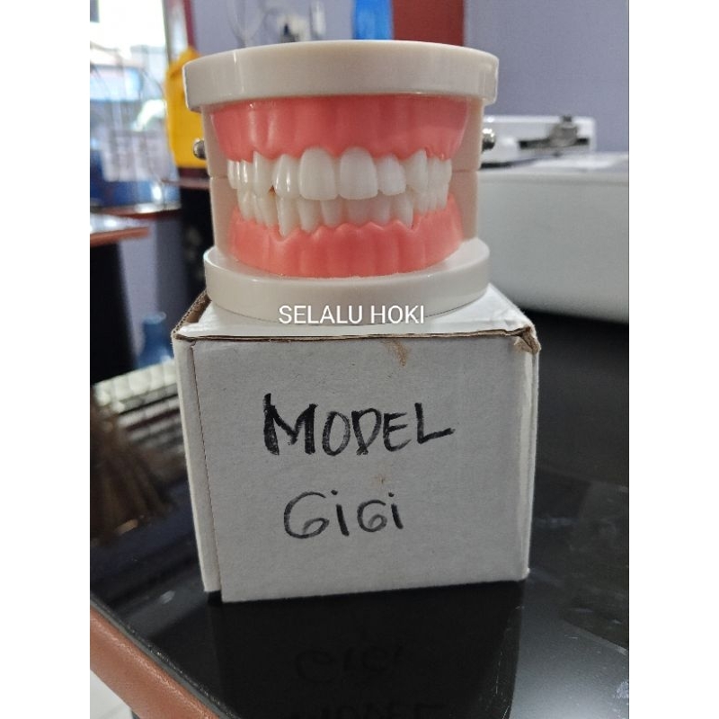 Jual Dental Model Study Edukasi Dokter Gigi, Model Gigi, Peraga Gigi ...