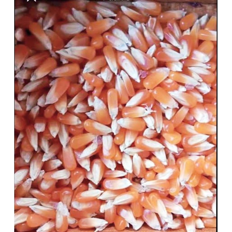 Jual jagung biji timun super 1kg kualitas kering dan bersih untuk pakan ...