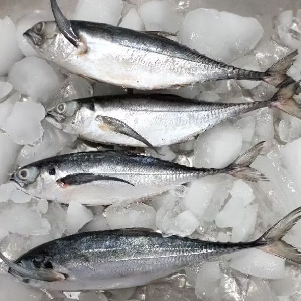 Jual ikan teros atau tengkek 1kg | Shopee Indonesia