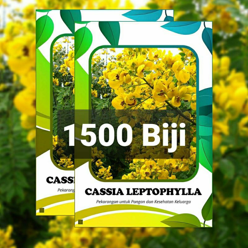 Jual 1500 Biji Cassia Leptophylla Golden Medallion Tree untuk Hama ...