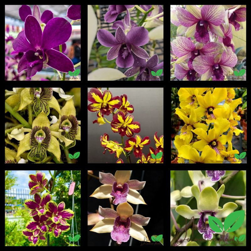 Jual Promo COD!!! Seedling anggrek dendrobium 9 jenis bunga - anggrek ...