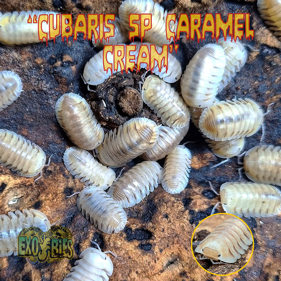 Jual Cubaris Sp Caramel Cream Isopod Pengurai Bioactive Paludarium Dan ...