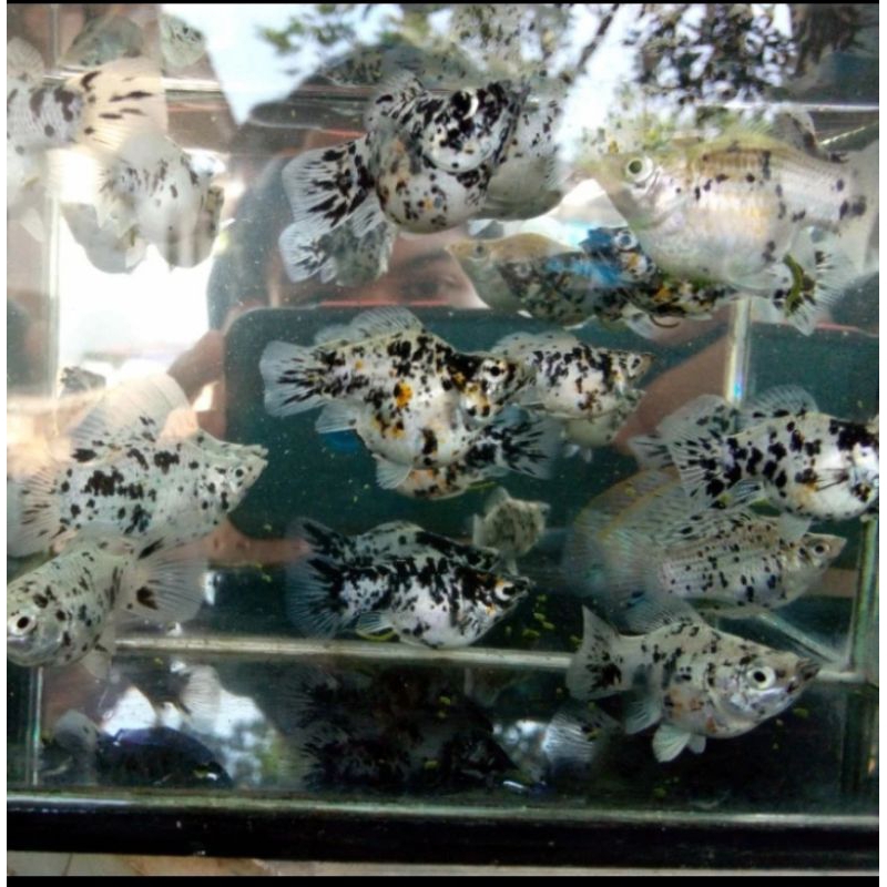 Jual MOLLY MARBLE UKURAN 3 CM ( M) | Shopee Indonesia