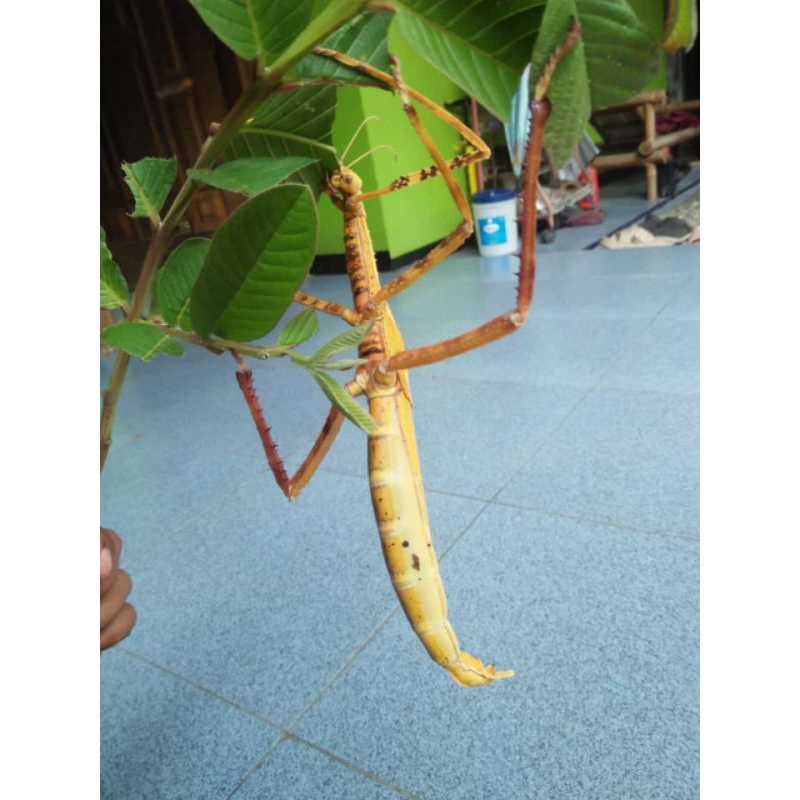 Jual Belalang Tongkat / Ranting / stick Eurycnema Versirubra | Shopee ...