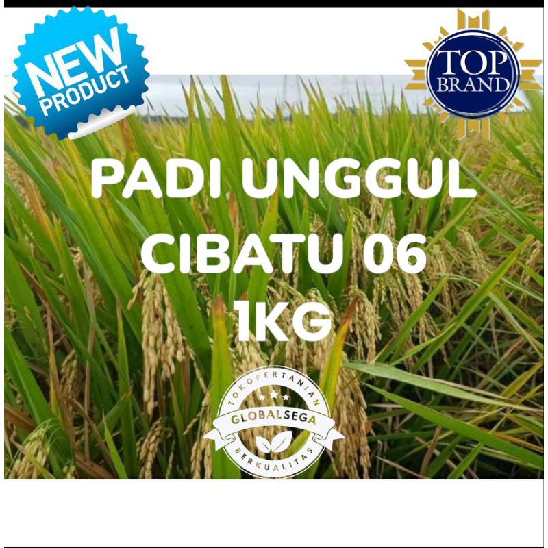 Jual BENIH PADI UNGGUL CIBATU 06 PREMIUM KEMASAN 1KG | Shopee Indonesia