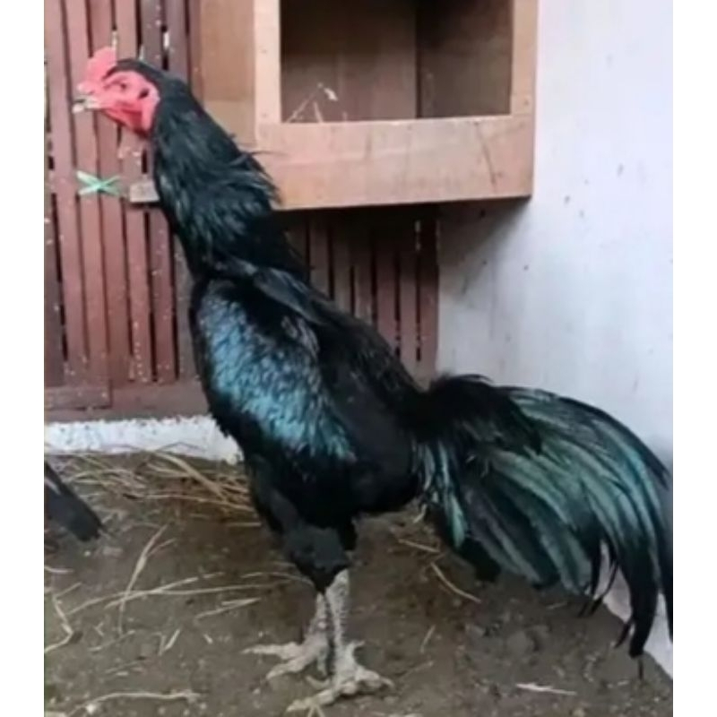 Jual Telur fertil ayam pakhoy | Shopee Indonesia