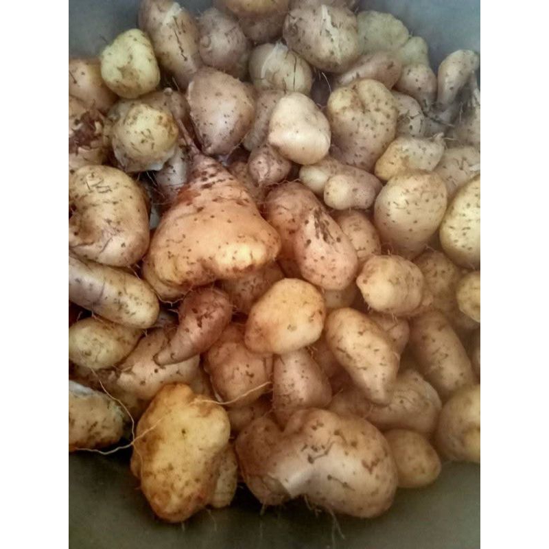 Jual MAKANAN TRADISIONAL UBI GEMBILI 1KG | Shopee Indonesia