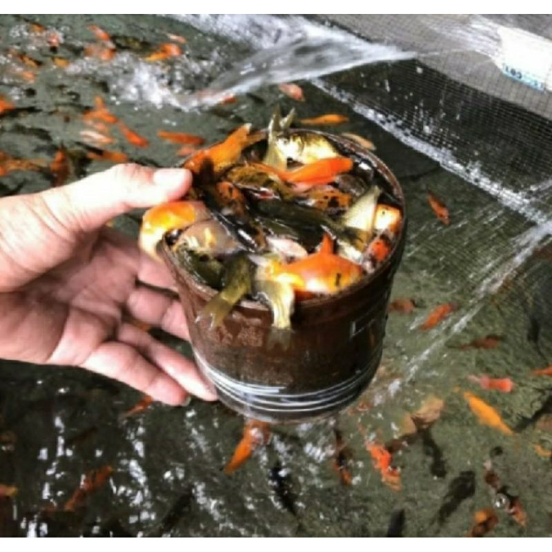 Jual IKAN MAS BIBIT IKAN MAS PAKAN MAKANAN IKAN PREDATOR 1 LITER [ISI ...