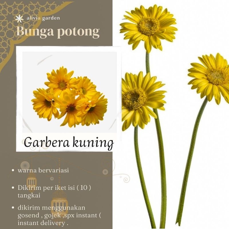 Jual bunga potong garbera kuning ( instant delivery ) | Shopee Indonesia