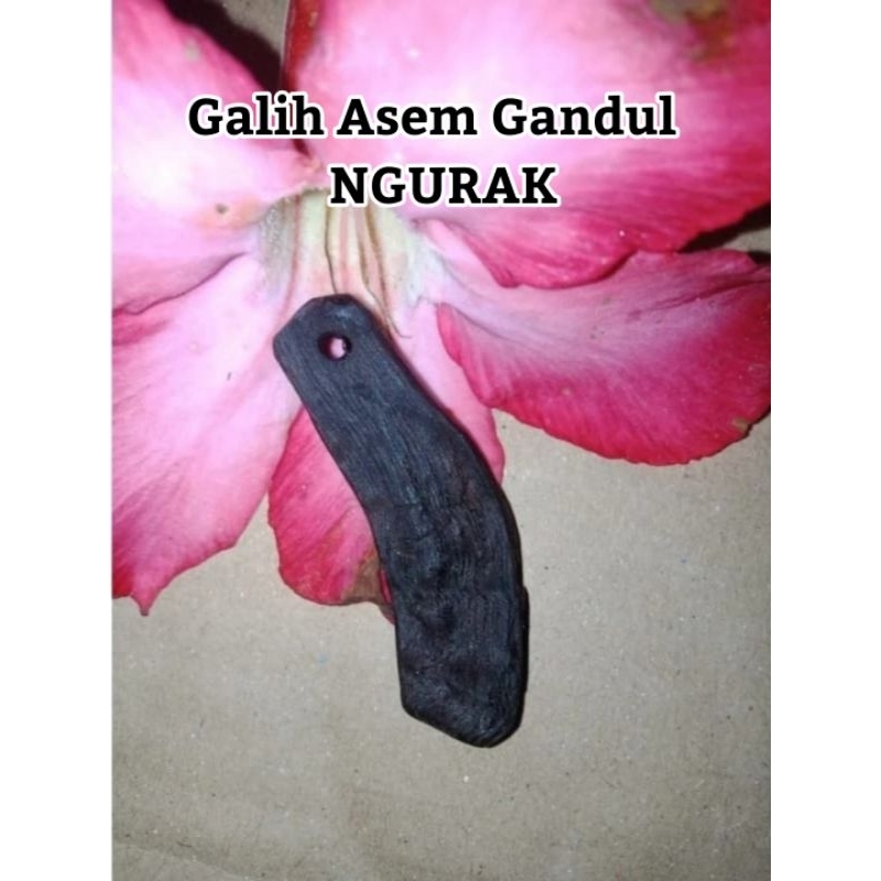 Jual LIONTIN GALIH ASEM GANDUL ( NGURAK ALAM ) | Shopee Indonesia