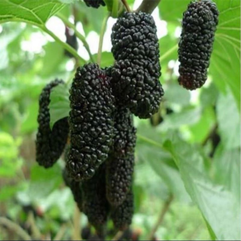 Jual BIBIT BUAH MURBEI UNGGUL MURBEY HIMALAYA SISP DI TANAM | Shopee ...