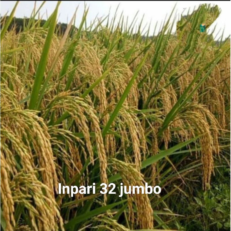 Jual BENIH PADI INFARI 32 JUMBO 5KG | Shopee Indonesia