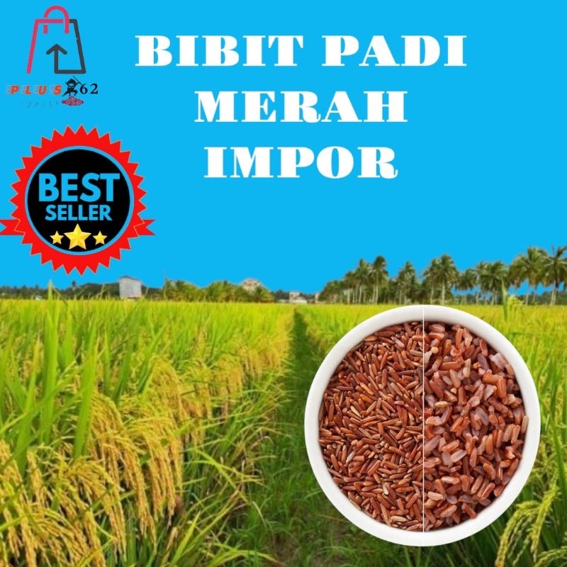 Jual Bibit Padi Merah Impor Unggul-Beras Merah Berkualitas Murah ...