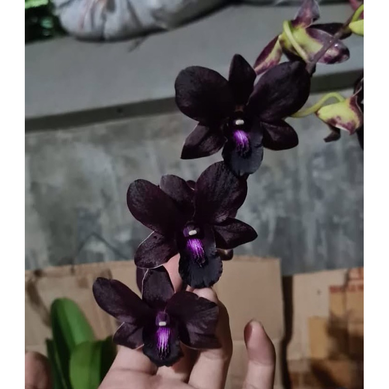 Jual anggrek dendrobium black papua | Shopee Indonesia