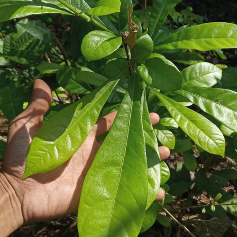 Jual DAUN HERBAL MOJO / DAUN HERBAL MAJA / DAUN HERBAL BERENUK | Shopee ...