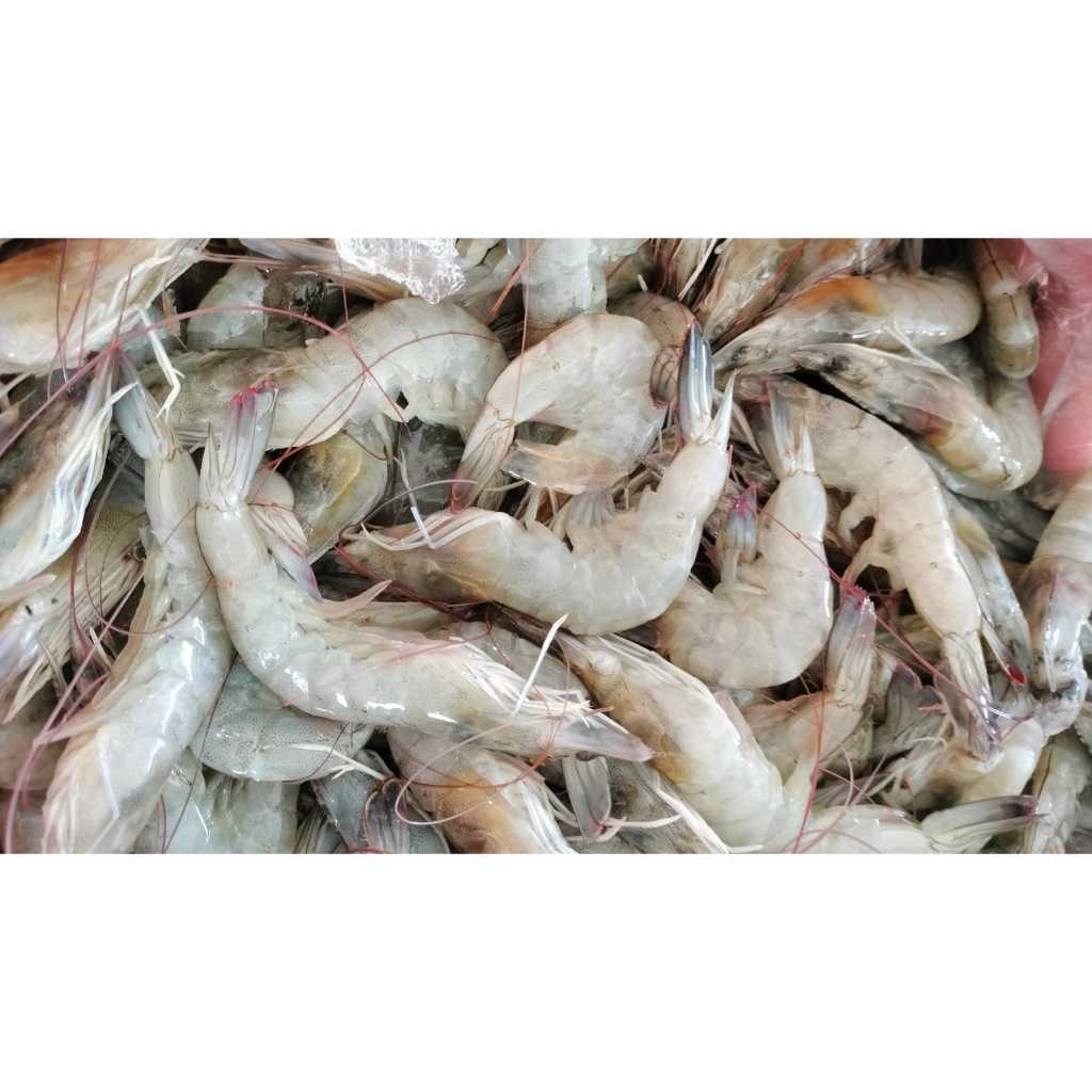 Jual UDANG FRESH FROZEN 500 GR UDANG VANAME | Shopee Indonesia