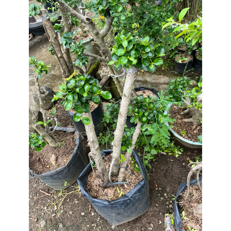 Jual Bonsai Dolar Micro Taman uk Besar & Tinggi | Shopee Indonesia