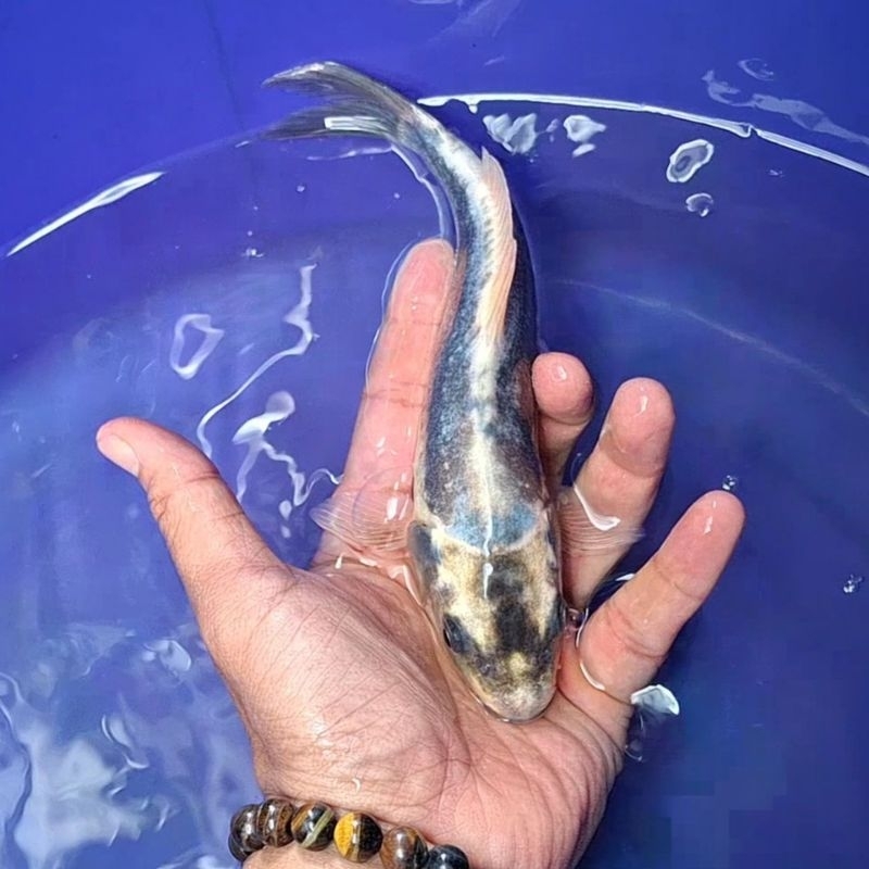 Jual Ikan Koi Blitar Jenis Kiko / Rumah Koi Jakarta / kode 0020 ...