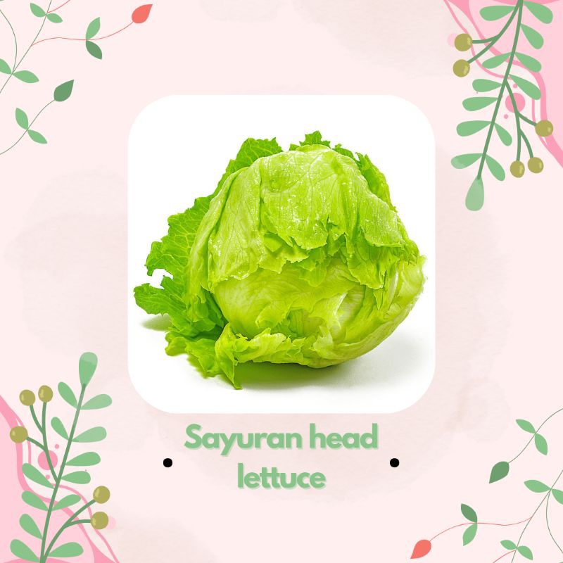 Jual lettuce head freshh murah 1kg | Shopee Indonesia