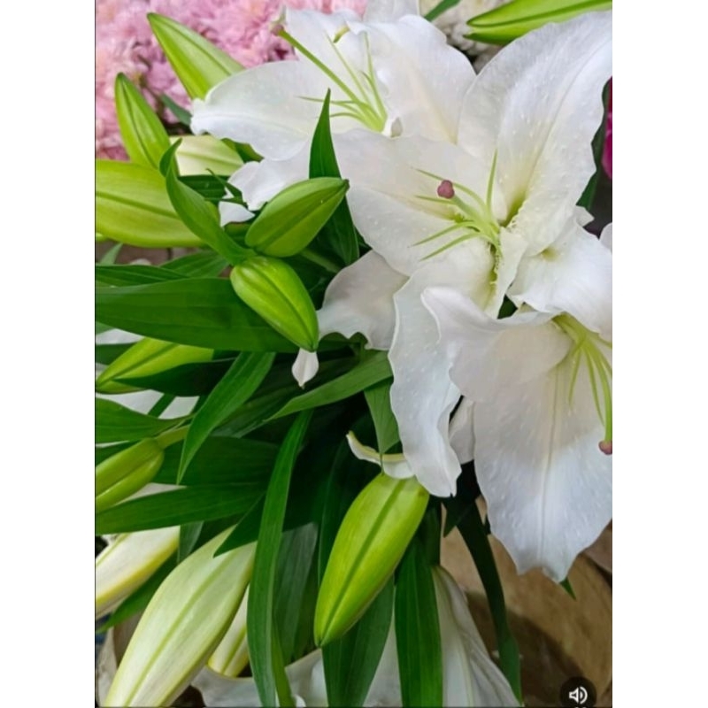 Jual bunga potong lily segar/wangi/bunga vas/ buket / 1 tangkai ...