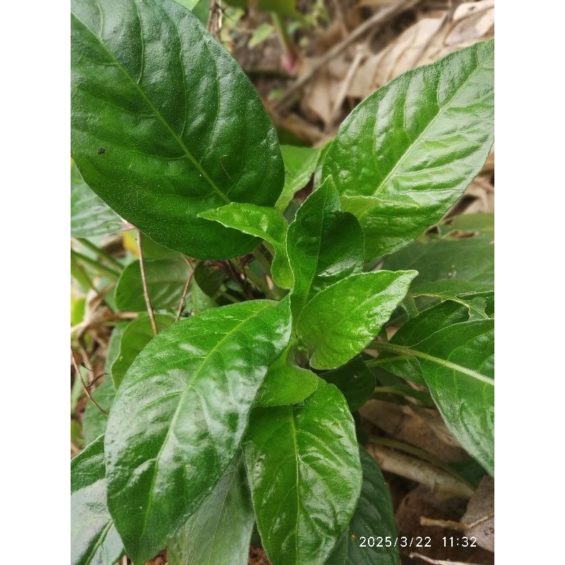 Jual Bibit Tanaman Lalapan Rendeu Siap Tanam ( beli 3 gratis 1 ...