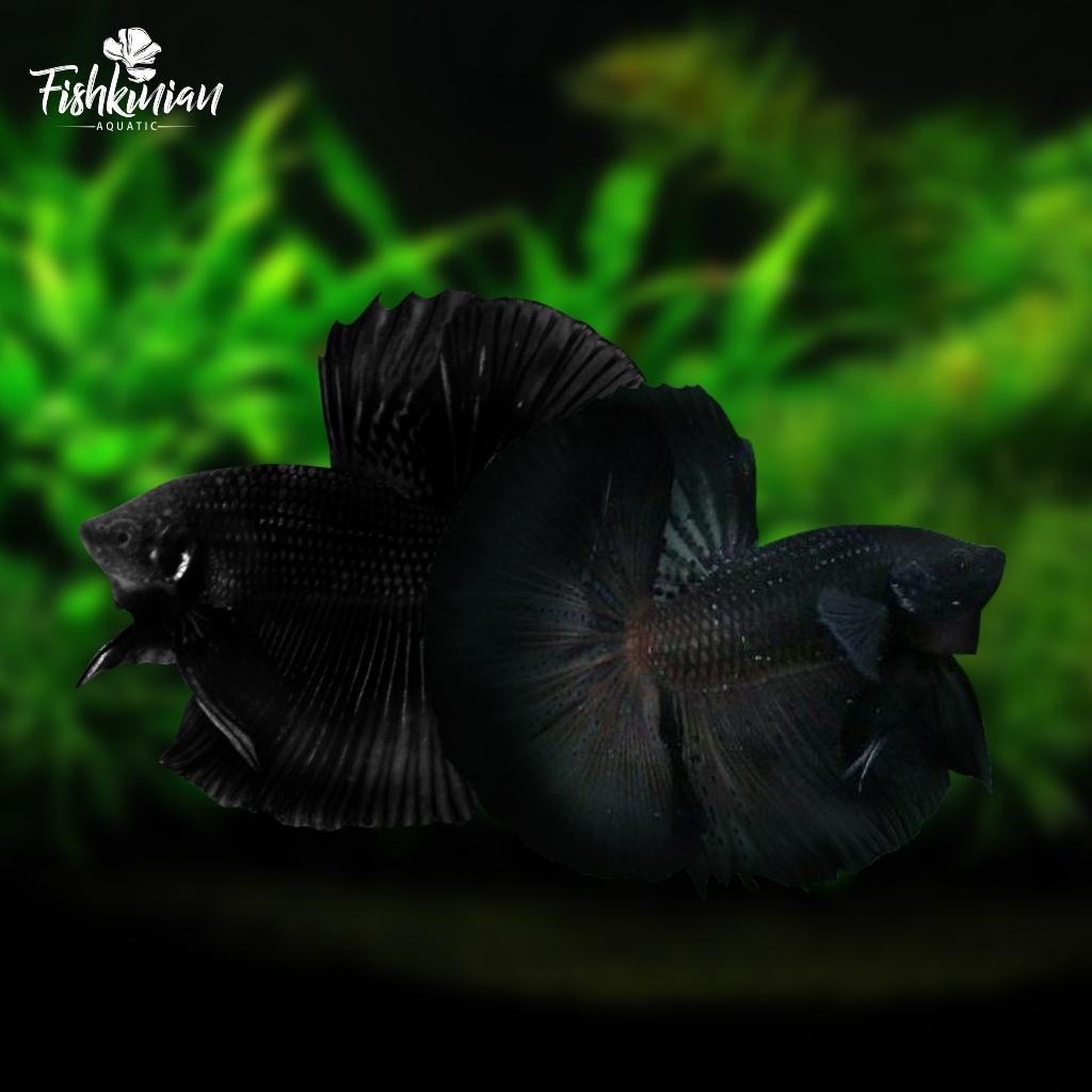 Jual Ikan Cupang Halfmoon (HM) Super Black GRADE A | Shopee Indonesia