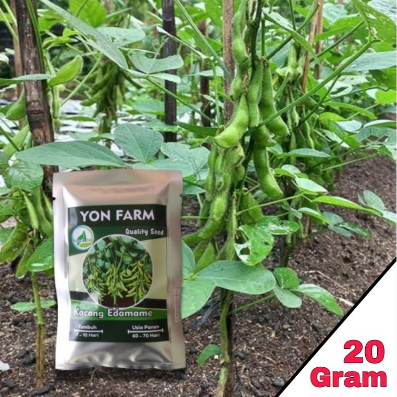 Jual Benih Kacang Edamame Varietas Kemasan 20 gram Yon Farm | Shopee ...