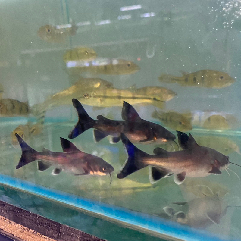 Jual (SIZE -+ 15 CM) PAPUA SHARK IKAN PREDATOR IKAN HIAS AQUARIUM KOLAM ...