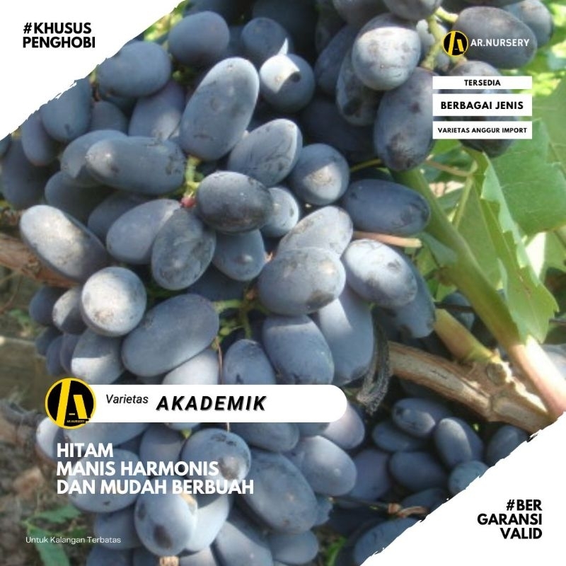 Jual Bibit Anggur Import Akademik | Shopee Indonesia