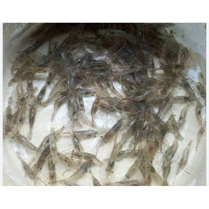 Jual (pakan) Udang hidup Ukuran campur buat pakan/mancing paket 100 ...