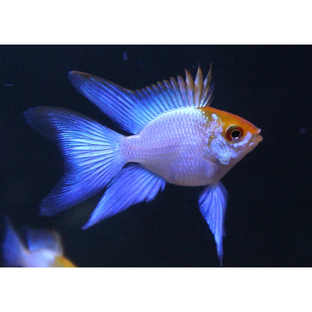 Jual ikan hias ramirezi blue elektrik balon aquarium ikan cichlid blue ...