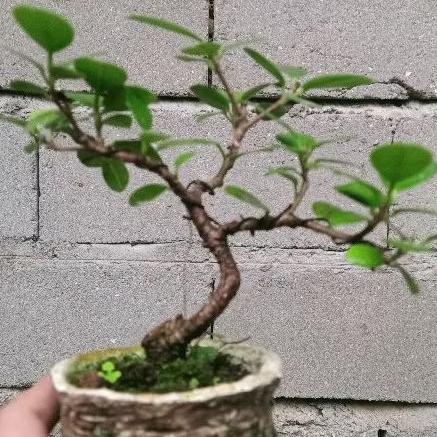 Jual BONSAI DOLAR MICRO BONSAI PUCUK MERAH BERBUAH | Shopee Indonesia