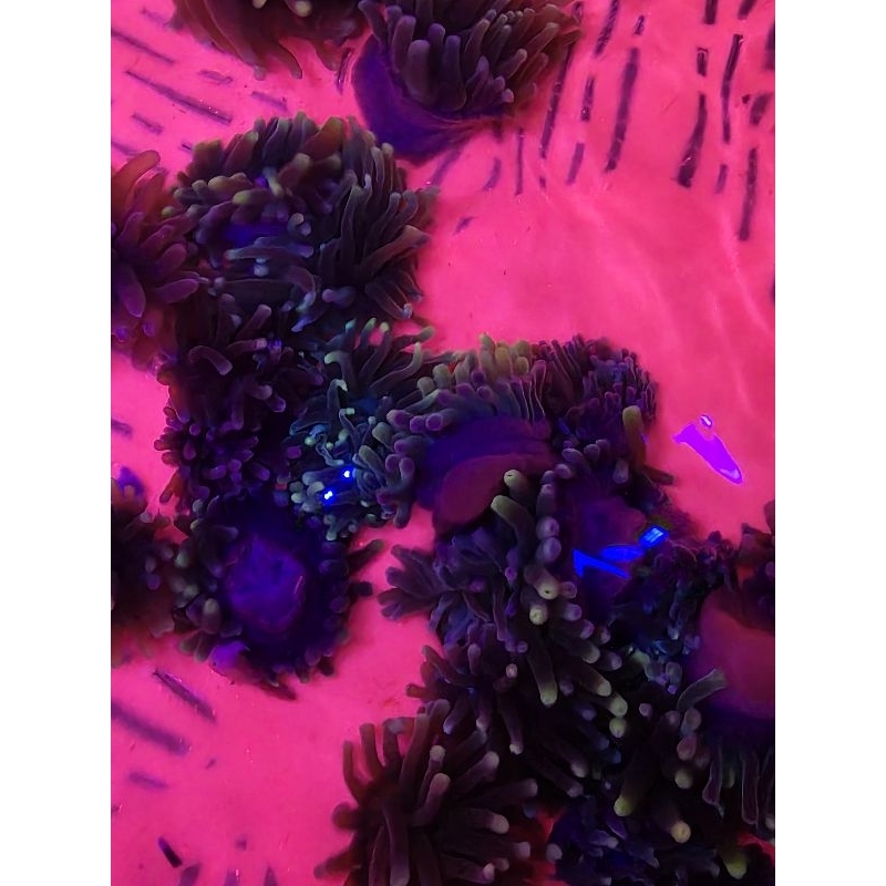 Jual anemon clown mini +-4cm rumah nemo balong air laut | Shopee Indonesia