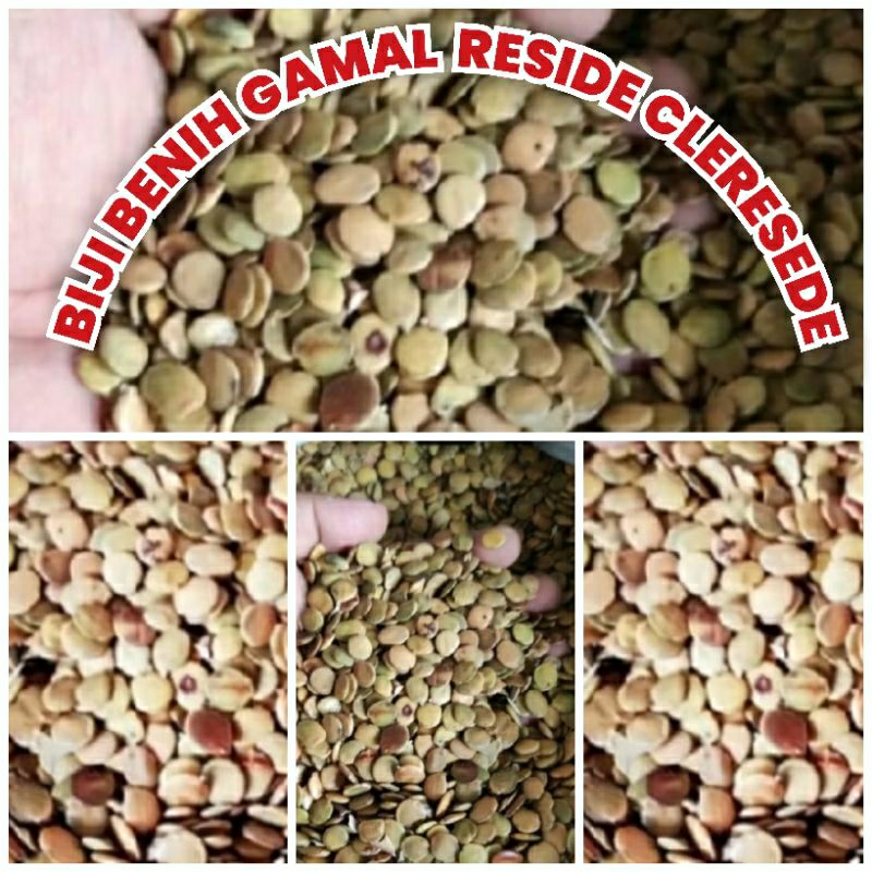 Jual 100 butir biji benih Gamal reside pakan ternak kambing domba ...