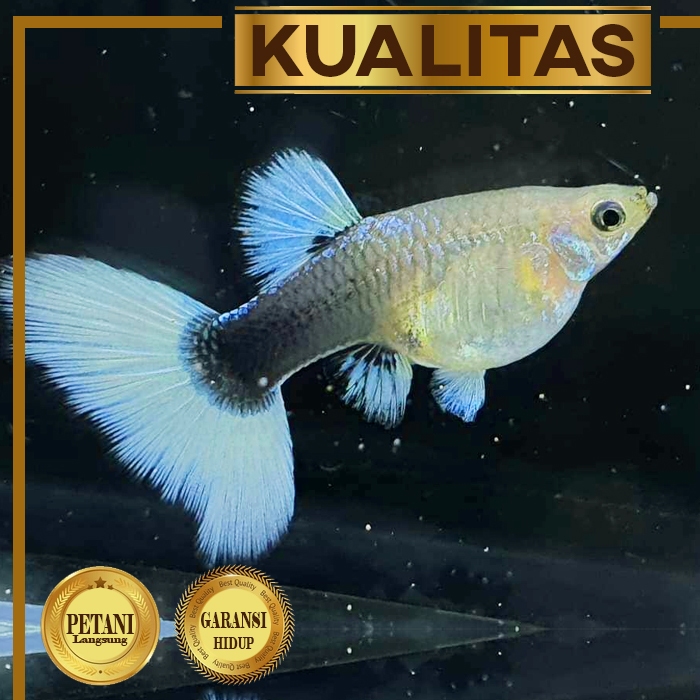 Jual Guppy Half Black (HB) White Betina Ikan Hias Aquascape Hiasan Aquarium Tanaman Air Tawar ...