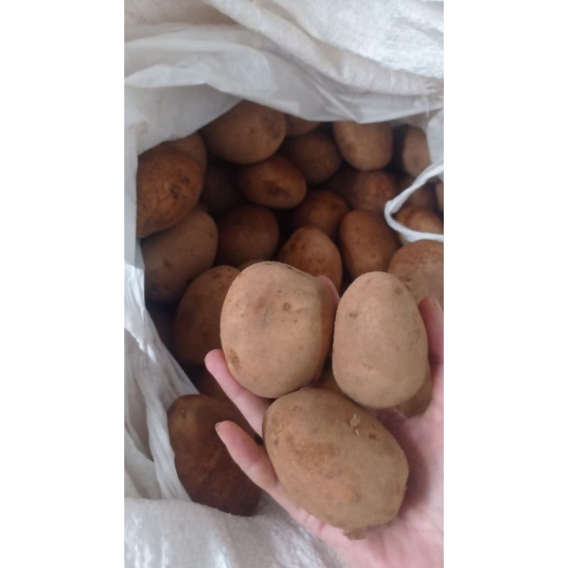 Jual Kentang ukuran Sedang | Shopee Indonesia