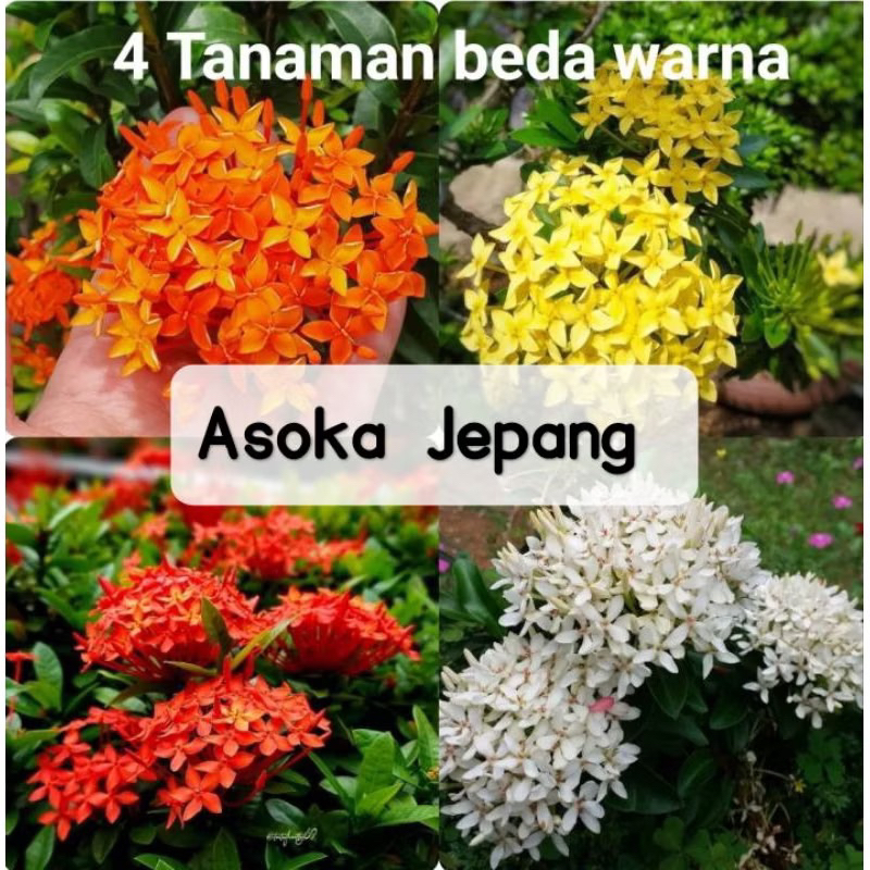 Jual ( NEW BISA COD ) Tanaman Asoka Jepang Bunga Hias Asoka Varian ...