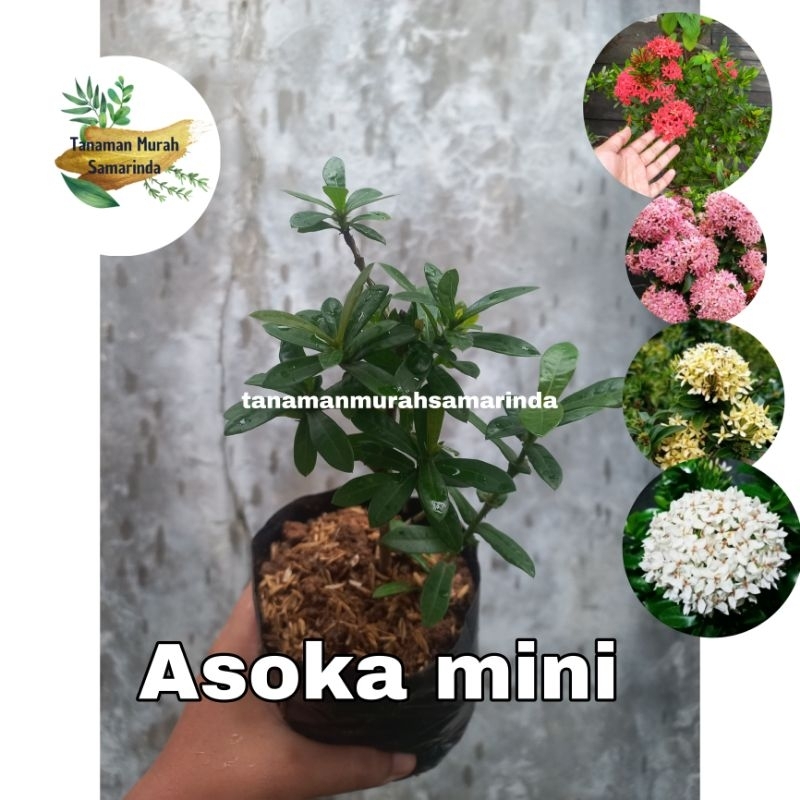 Jual TMS~ Bunga Asoka Merah Asoka pink Asoka putih Asoka kuning Mini ...