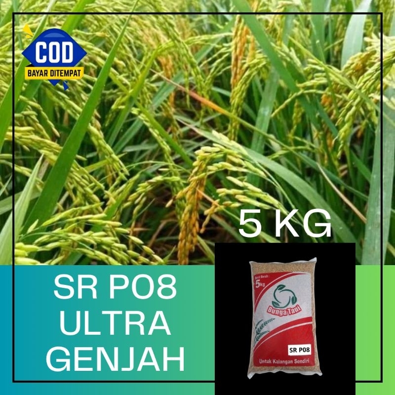 Jual Benih padi new SR P08 Ultra Genjah kemasan 5kg | Shopee Indonesia