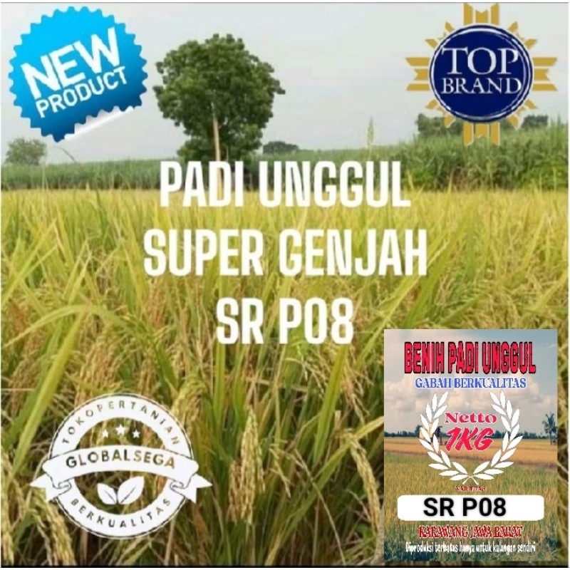 Jual benih padi SR P08 ULTRA GENJAH KEMASAN 1KG | Shopee Indonesia