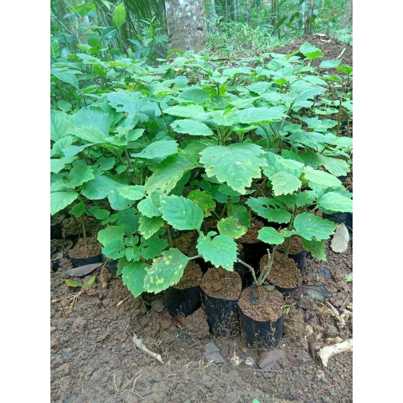 Jual bibit Nilam(ndilem) | Shopee Indonesia