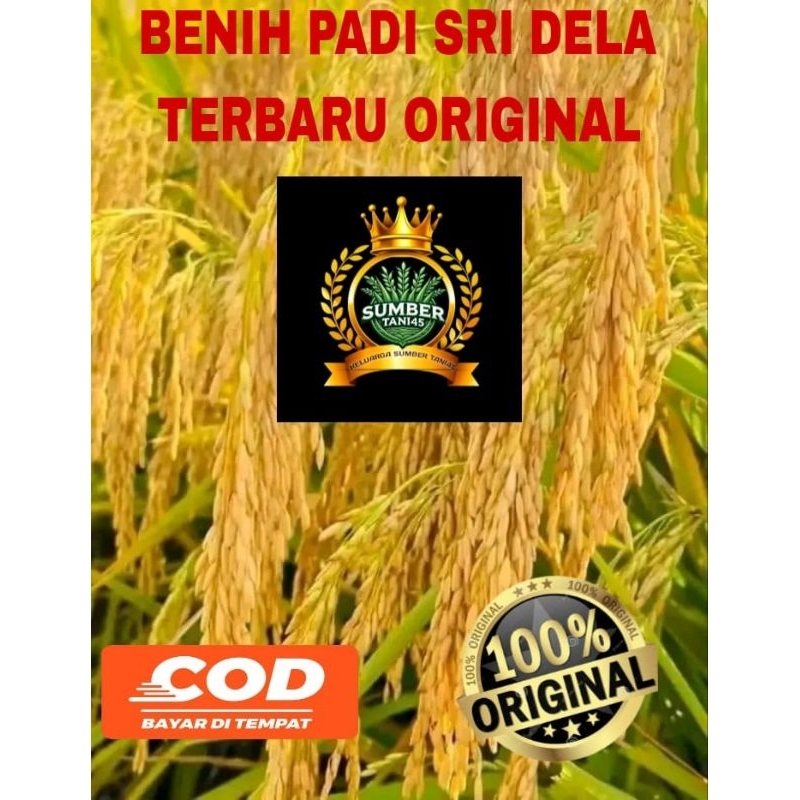 Jual benih bibit padi sri dela terbaru orijinal kualitas unggul kemasan ...