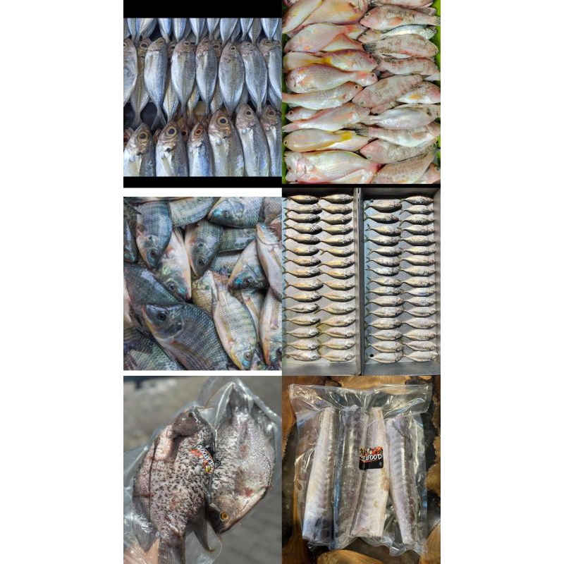 Jual IKAN SEGAR FRESH FROZEN / IKAN KEMBUNG / KUNIRAN / BAWAL ...