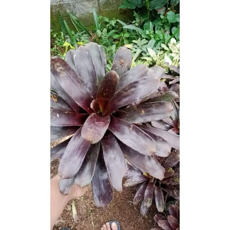 Jual tanaman hias bromelia neoreligia(Besar) | Shopee Indonesia