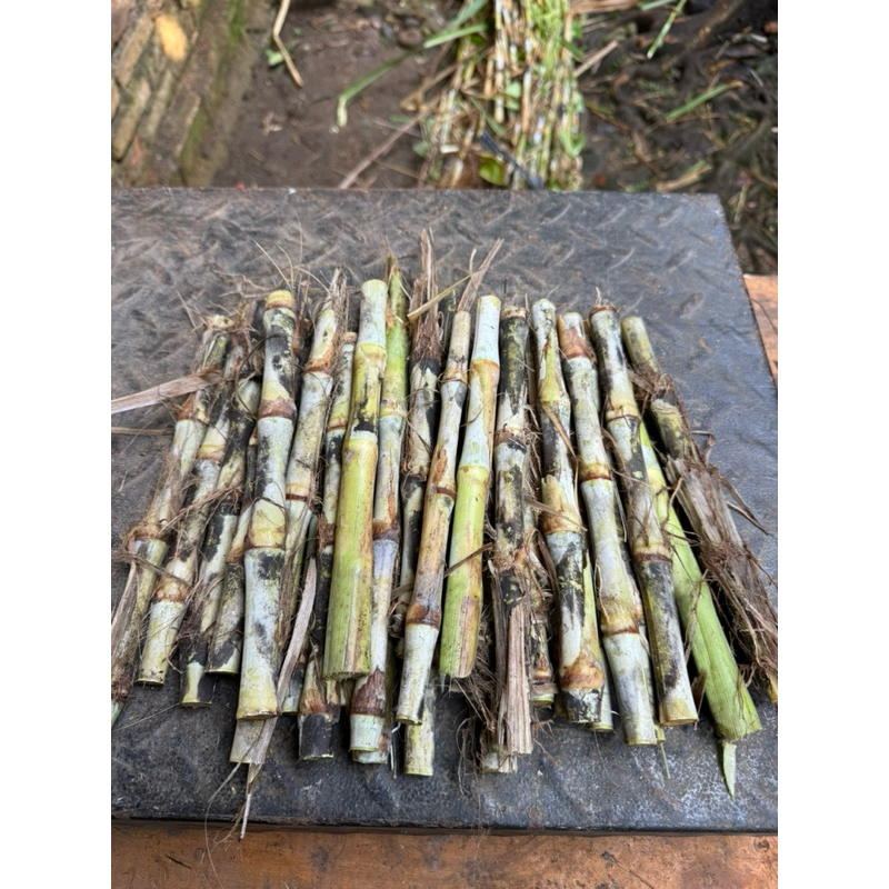 Jual Bibit Rumput Odot Super ( 1 kg ) - Bibit rumput Odot super jumbo ...