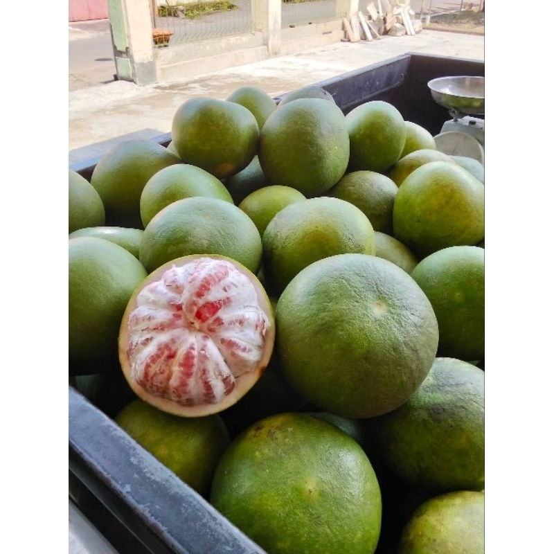Jual jeruk pamelo madu muria manis tanpa biji berat 700g-900g | Shopee ...