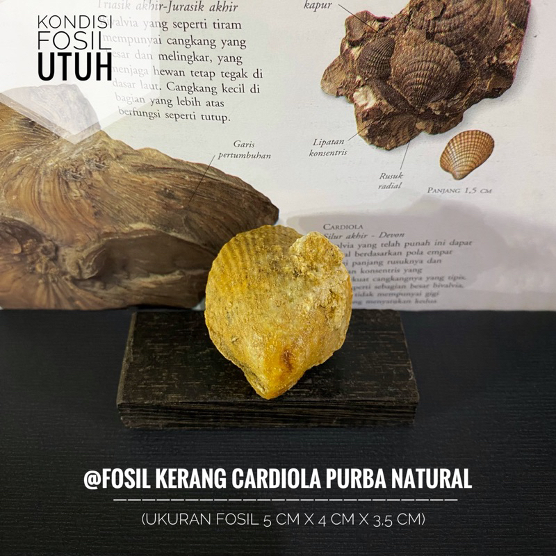 Jual Fosil Kerang Cardiola Purba Natural A16 atau Fosil Keong atau ...