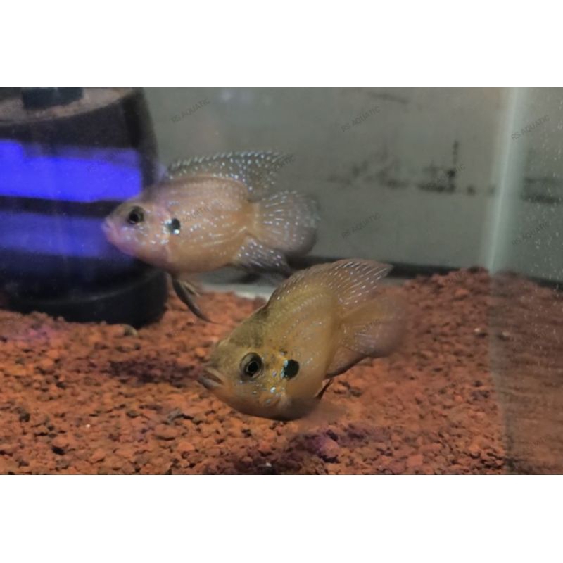 Jual ikan hias red jewel SB (short body) | Shopee Indonesia